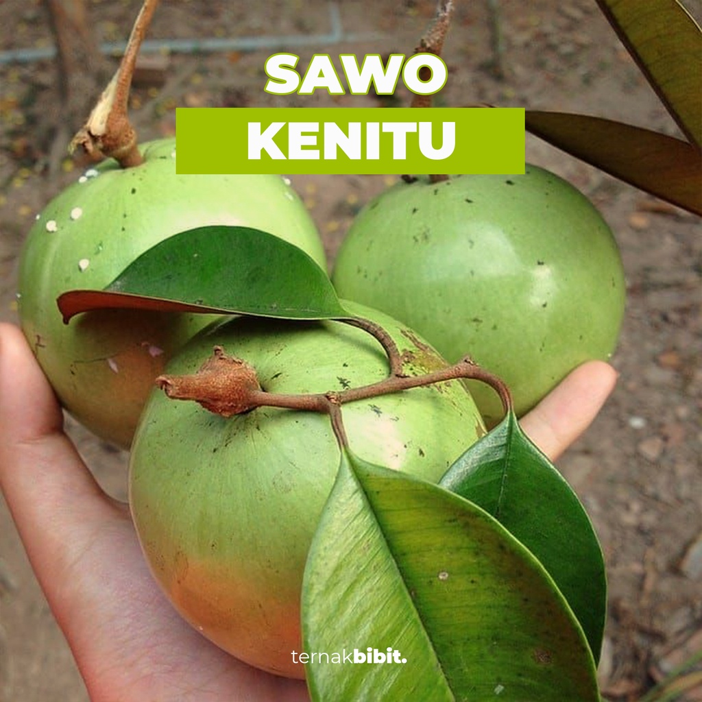 Jual TERNAKBIBIT - Bibit Sawo Apel (Kenitu) Hasil Okulasi Super Unggul ...