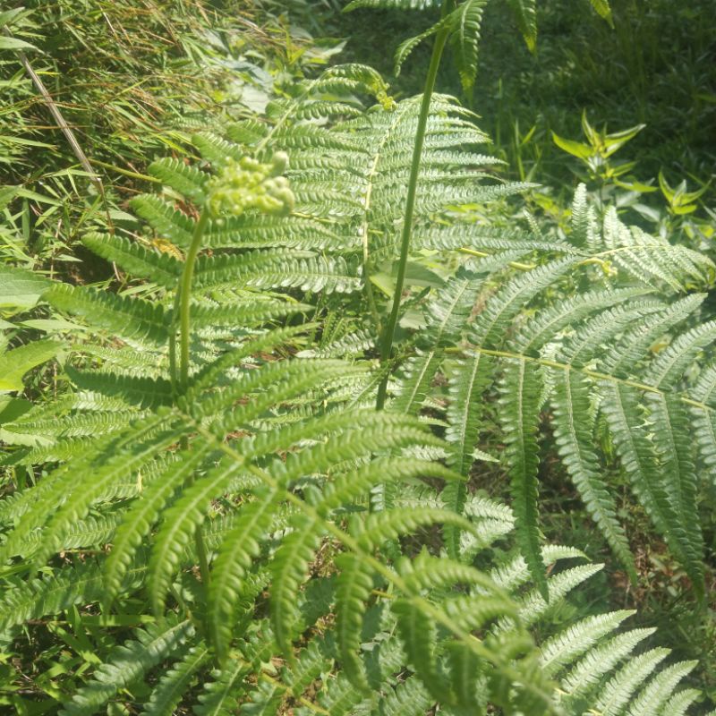 Jual Daun Pakis Paku Sayur Segar Fress per 300 gram | Shopee Indonesia