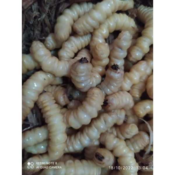 Jual ulat kayu atau uter umpan pancing super gacor per 85 ekor hidup ...