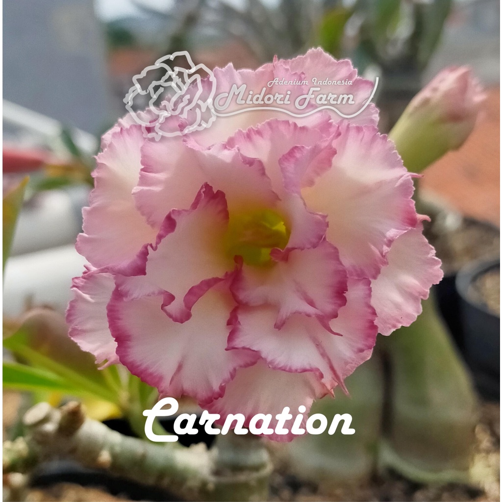 Jual Adenium Grafting Sambungan Bunga Tumpuk Carnation Size A Shopee