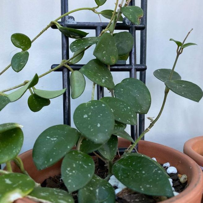 Jual tanaman hias Hoya obovata - tanaman hias Hoya - tanaman pot ... Jual tanaman hias Hoya obovata - tanaman hias Hoya - tanaman pot ...