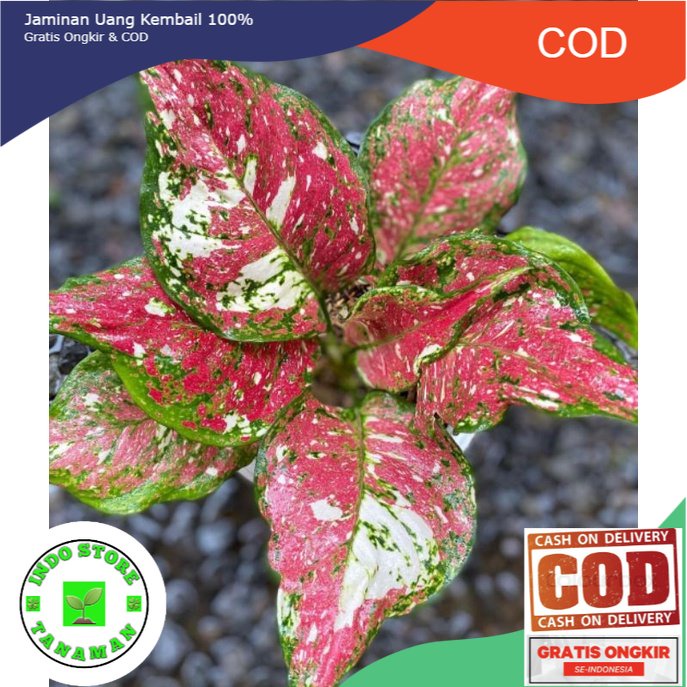 Jual ANAKAN/BABY TANAMAN HIAS AGLONEMA TRI COLOR DAUN 1-2 HELAI (COD ...