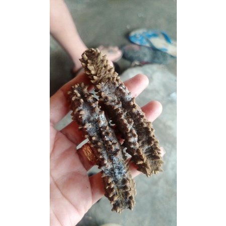 Jual gamat kuning/teripang jepun 1kg | Shopee Indonesia