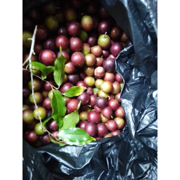 Jual buah rukem kaya manfaat | Shopee Indonesia