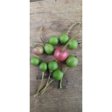Jual Buah kersen Cersen seri cerry mentah 20 biji | Shopee Indonesia