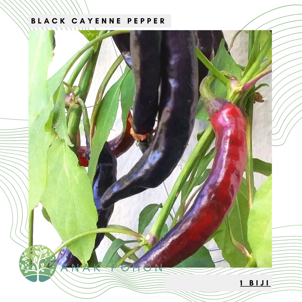 Jual Benih Bibit Biji - Cabai Black Cayenne Cabe Pepper Seeds | Shopee ...