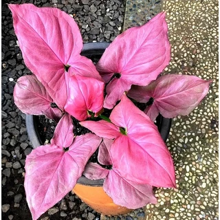 Jual Syngonium Pink Terlengkap & Harga Terbaru Mei 2024 | Shopee Indonesia