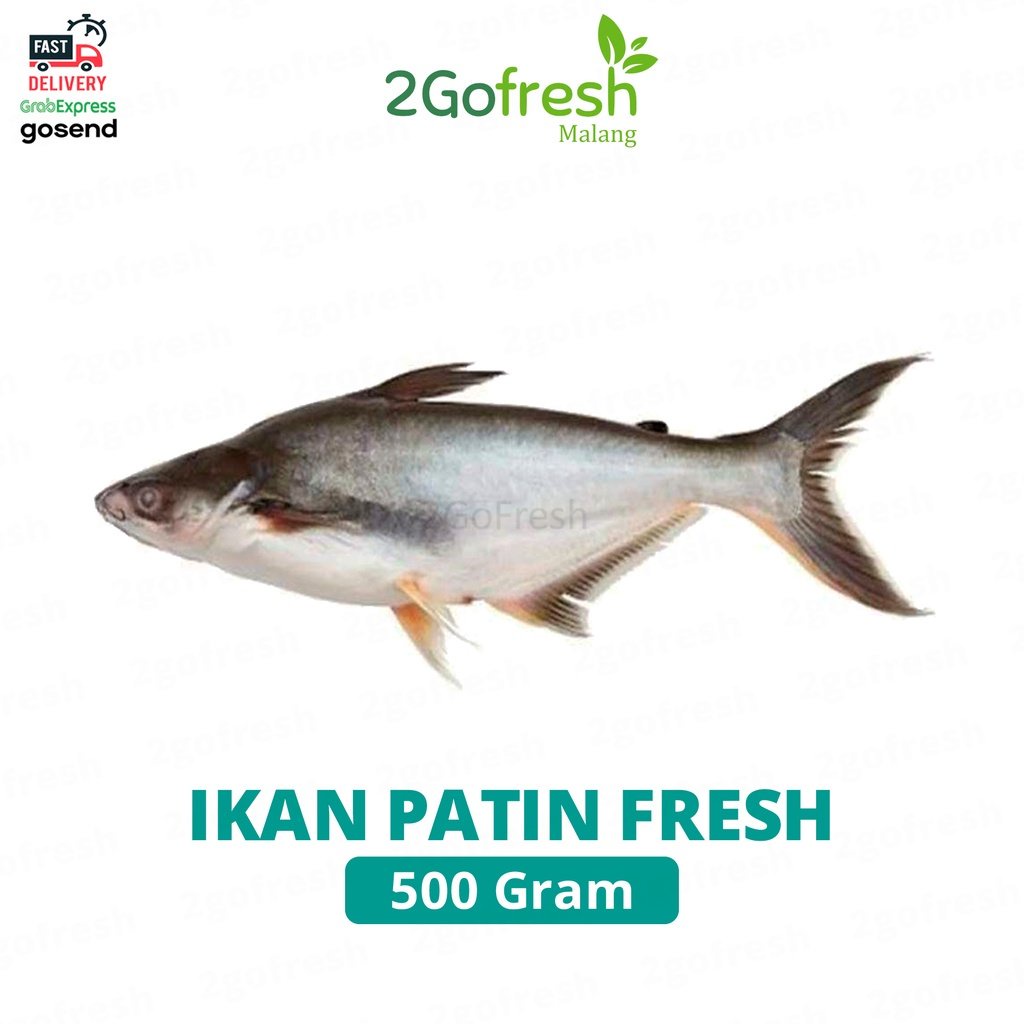 Jual Ikan Patin Fresh - Sayur Sayuran | Shopee Indonesia