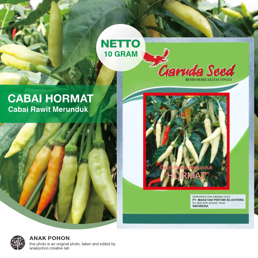 Jual (1 PACK) Benih Cabai Rawit Merunduk HORMAT Cabe Rawit Setan Pedas ...