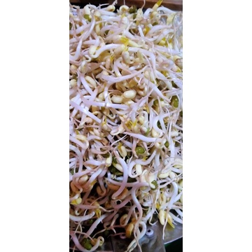 Jual toge panjang segar | Shopee Indonesia