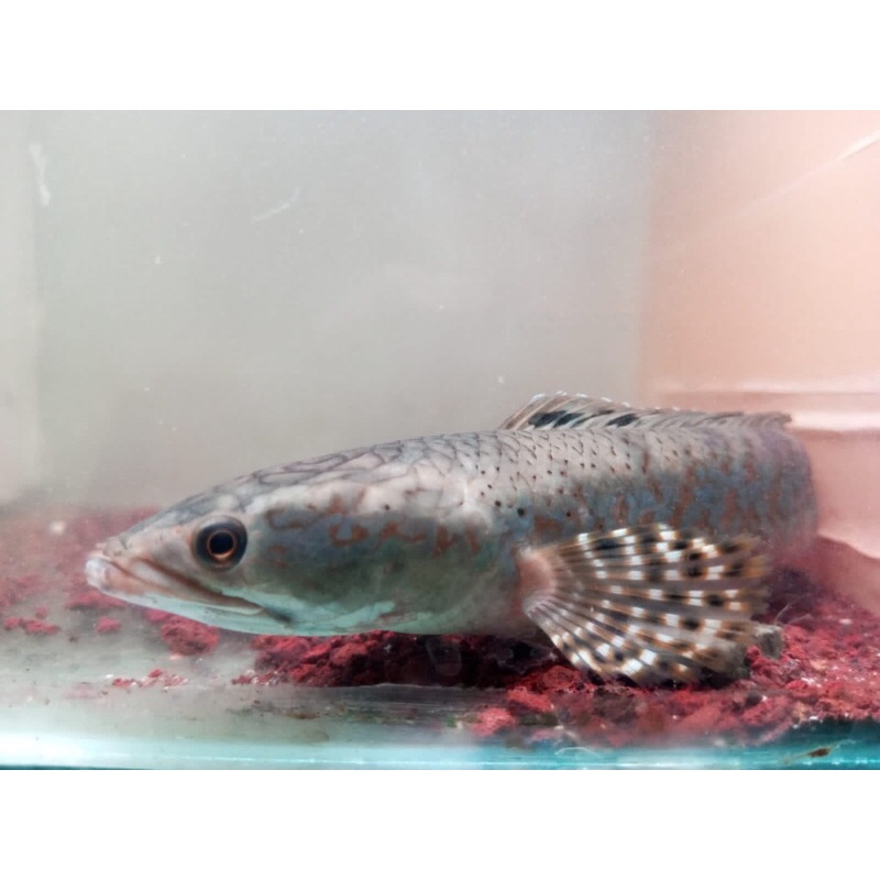 Jual Blue pulchra Premium | Shopee Indonesia