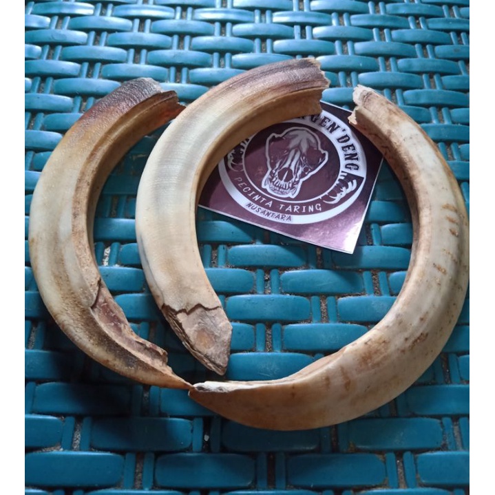 Jual Taring babi asli ngurak temuan hutan belantara | Shopee Indonesia