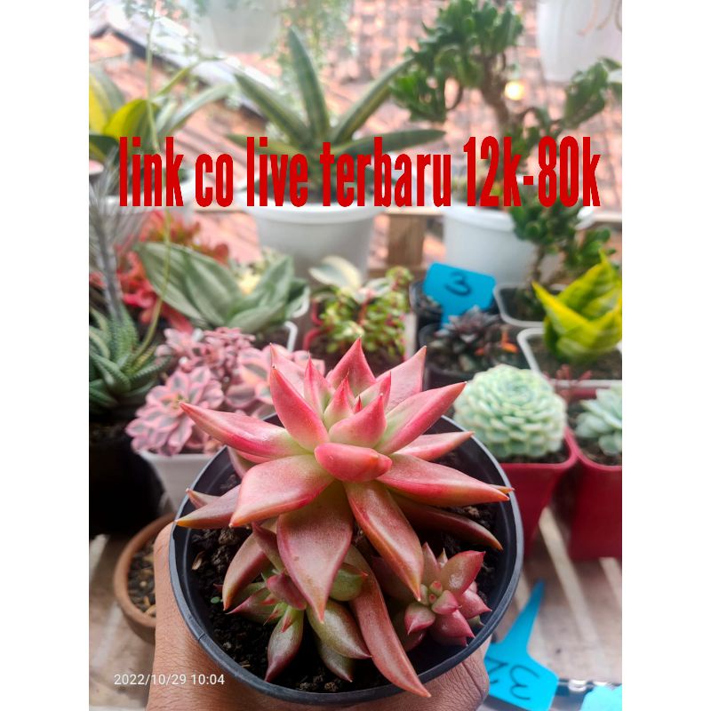 Jual link co khusus live terbaru 1kg | Shopee Indonesia