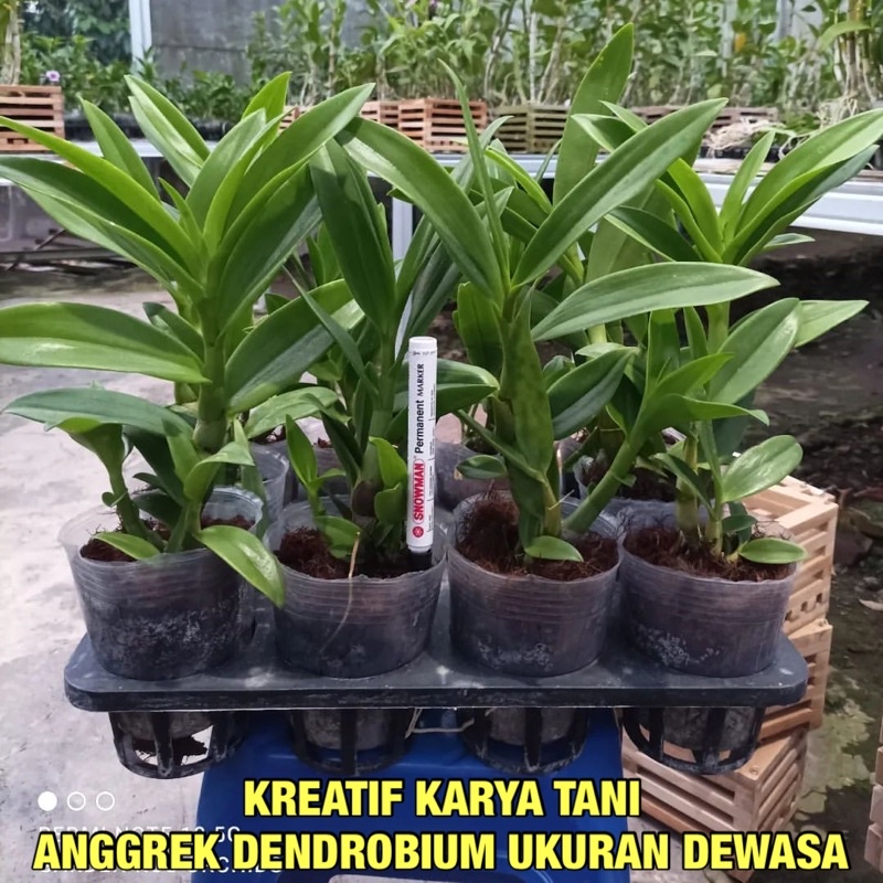 Jual Anggrek Dendrobium - Anggrek Dendrobium Bunga | Shopee Indonesia