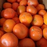 Jual Jeruk Murcot Manis Tidak Ada Biji Jeruk Impor 1kg | Shopee Indonesia