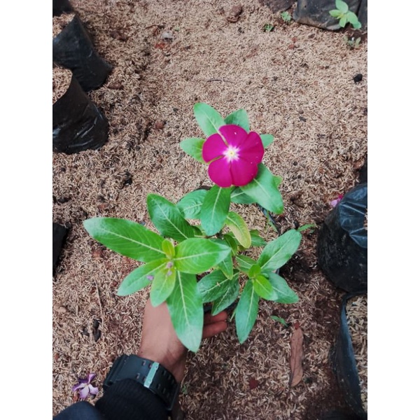 Jual ( BISA COD ) TANAMAN HIAS TAPAK DARA BUNGA MERAH MARUN / BUNGA ...