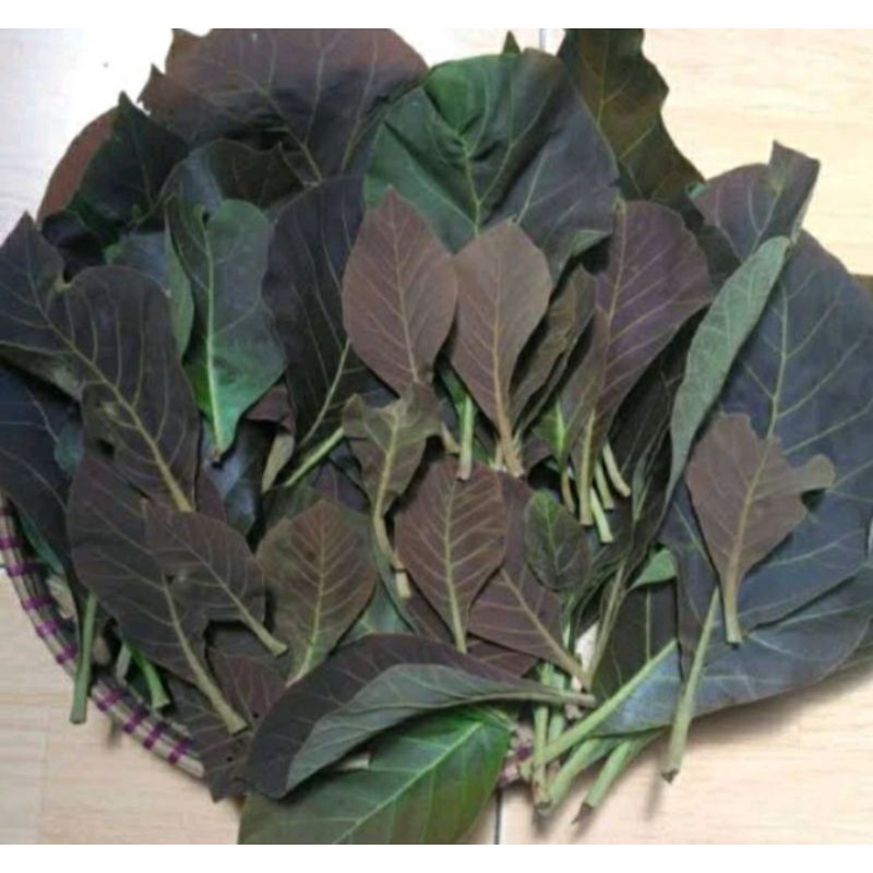 Jual pucuk daun jati , daun jati muda frees segar teh herbal pucuk daun ... Jual pucuk daun jati , daun jati muda frees segar teh herbal pucuk daun ...