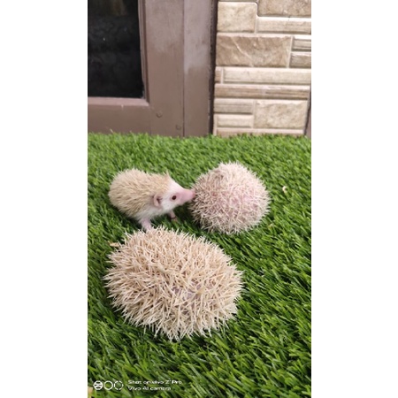 Jual landak mini | Shopee Indonesia