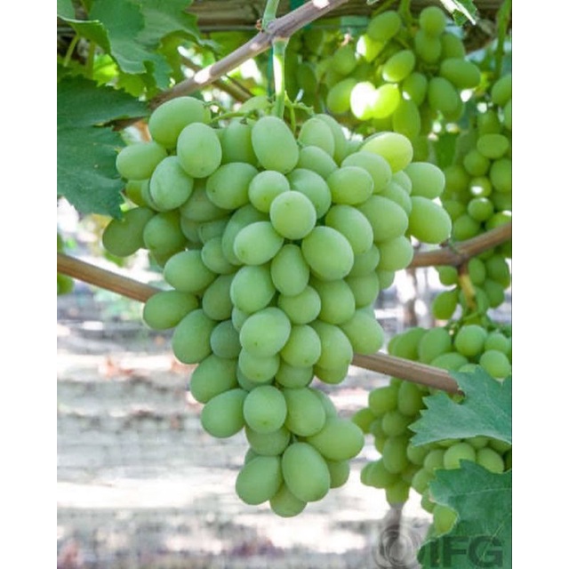 Jual Bibit Tanaman Anggur Hijau Super Genjah Bisa Berbuah Didalampot ...