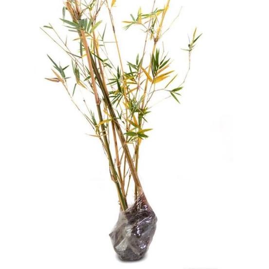 Jual TANAMAN HIAS HIDUP BIBIT BAMBU KUNING MINI UNGGULAN (CMP.18Oc22ᴮ ...