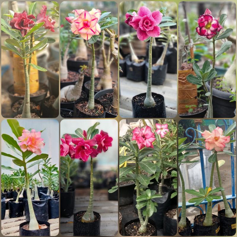 Jual Bibit adenium original bunga tumpuk bukan grafting | Shopee Indonesia