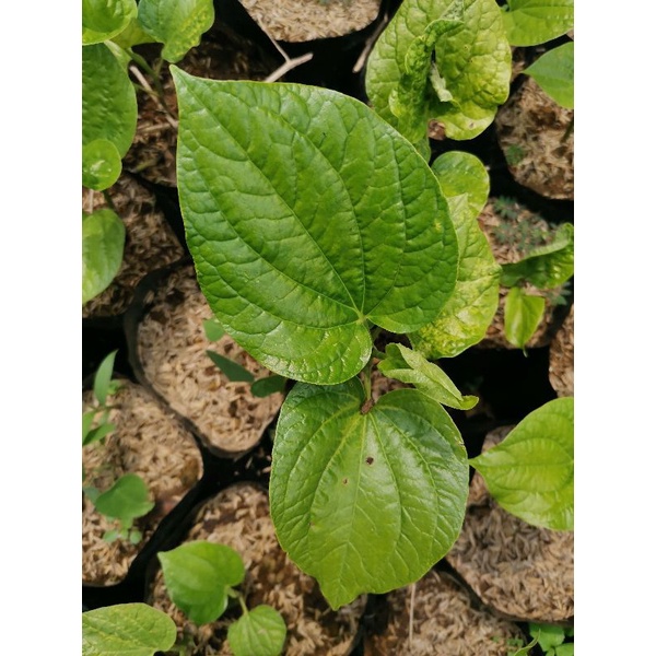 Jual Tanaman herbal kemukus / merica liar / lada hutan / rinu / Cubeb ...