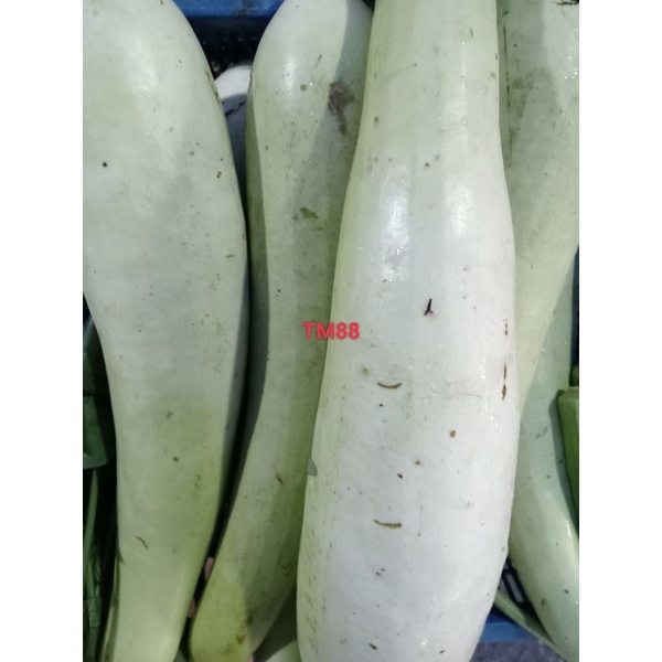 Jual LABU AIR PANJANG SEGAR | Shopee Indonesia