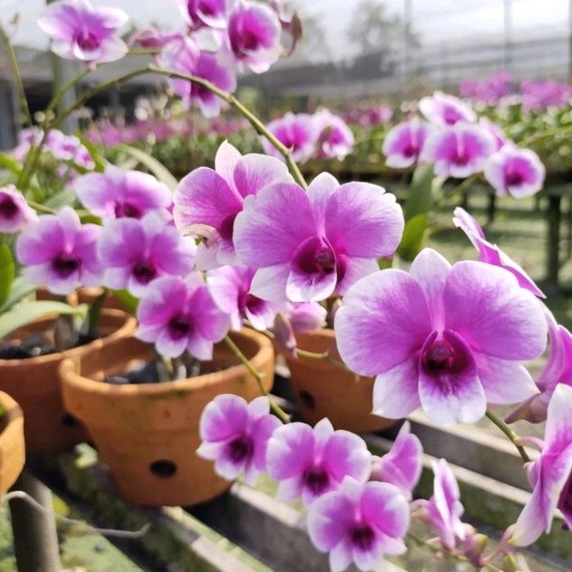 Jual Anggrek Dendrobium Yaya Victoria Sudah Spike/Bunga | Rajin Bunga ...