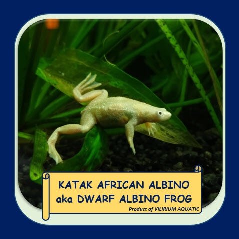 Jual IKAN HIAS AIR TAWAR - KATAK AFRIKA PLATINUM/ KATAK KERDIL PLATINUM ...