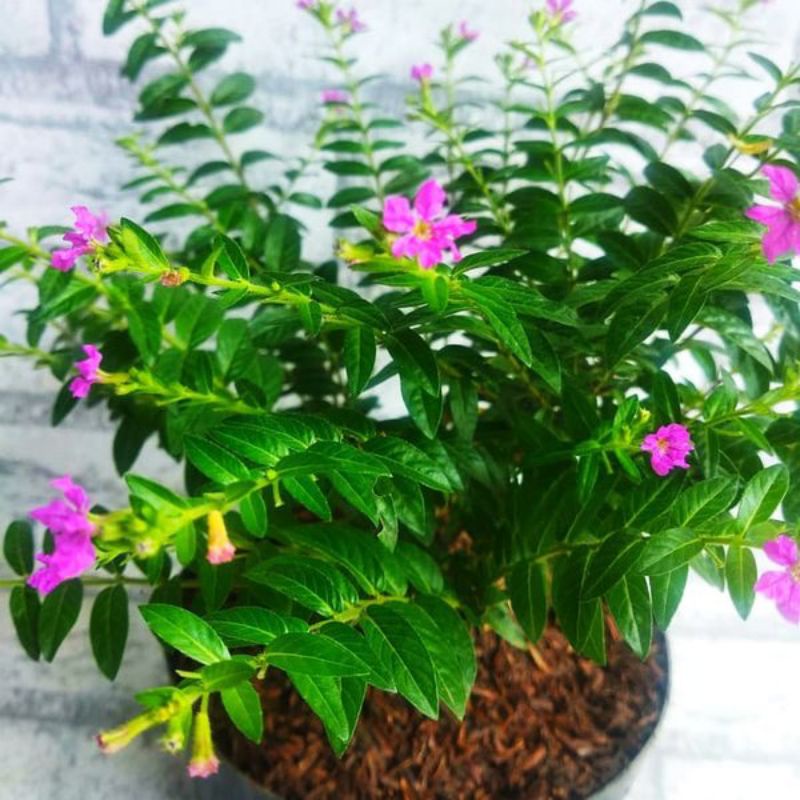 Jual Tanaman bunga taiwan beauty ungu taman - Tanaman Hias hidup ...