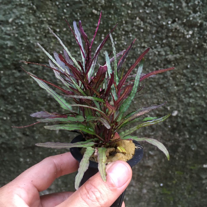 Jual Hemigraphis repanda "Dragon tongue" / tanaman paludarium ...
