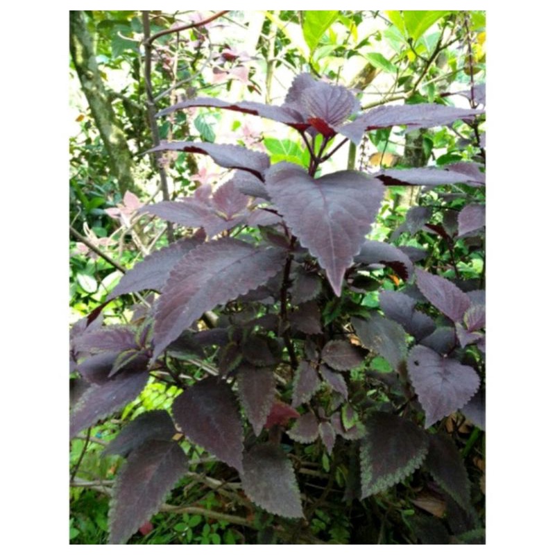 Jual Daun iler Segar / Daun jawer kotok segar 1kg / Daun miyana ...