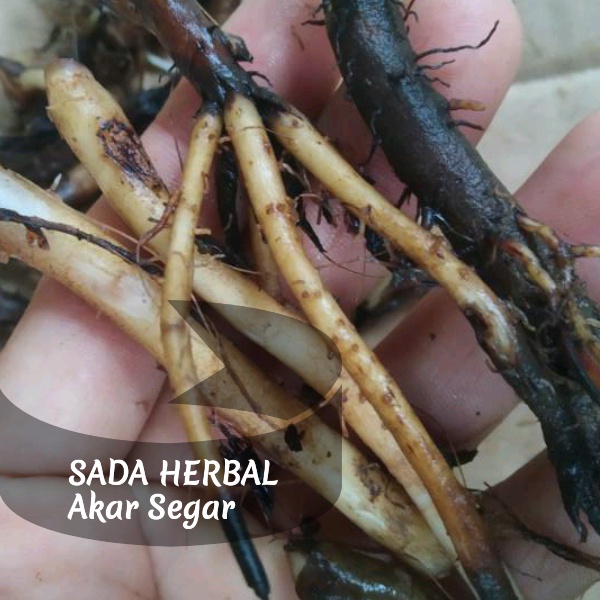 Jual Jual Akar Pohon Pisang Batu Klutuk Segar 1 kg | Shopee Indonesia