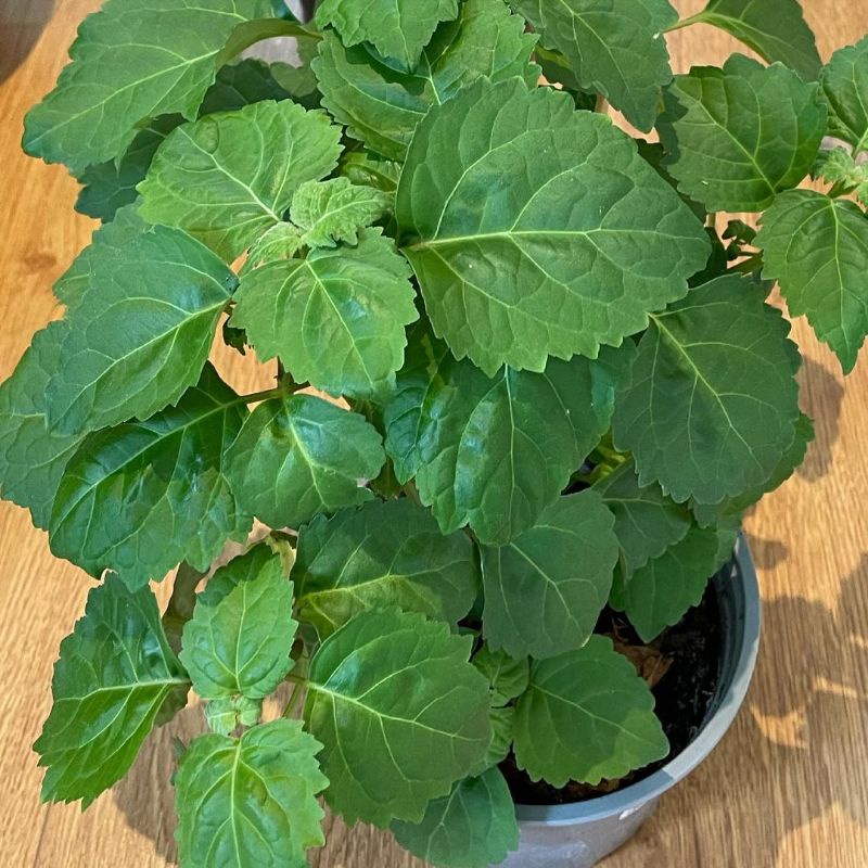 Jual Tanaman Herbal nilam wangi / nilam minyak asiri / Pogostemon ...