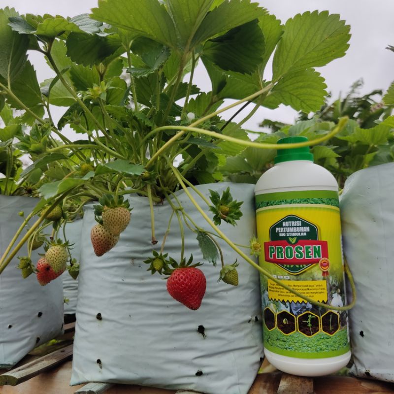 Jual NUTRISI PERTUMBUHAN PROSEN 1L (BIO STIMULAN) | Shopee Indonesia