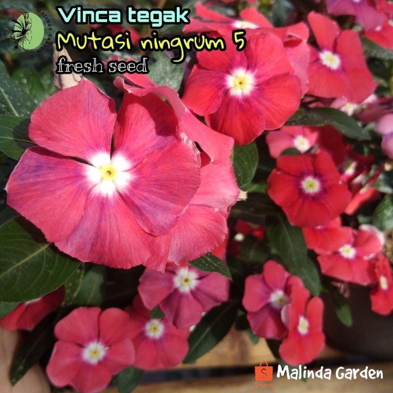 Jual Benih bunga vinca import MUTASI NINGRUM 5 / biji tanaman hias ...