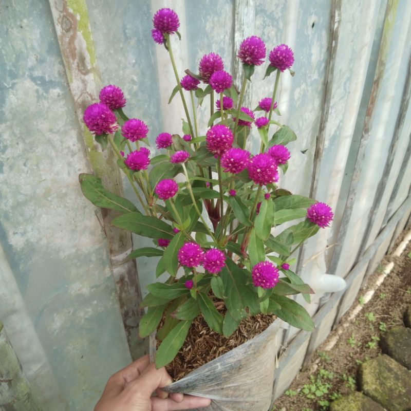 Jual bunga kenop kancing ungu Gomphrena globosa tanaman hias uter knop ...