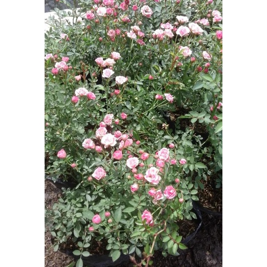 Jual tanaman bunga mawar baby rose minion remaja | Shopee Indonesia