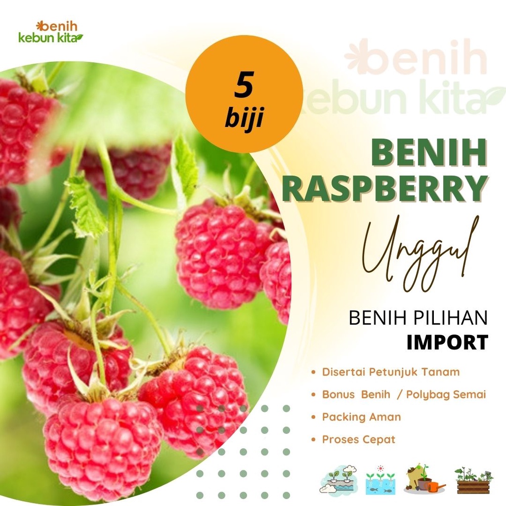 Jual Benih/Bibit/Biji/Seed Buah Raspberry | Shopee Indonesia