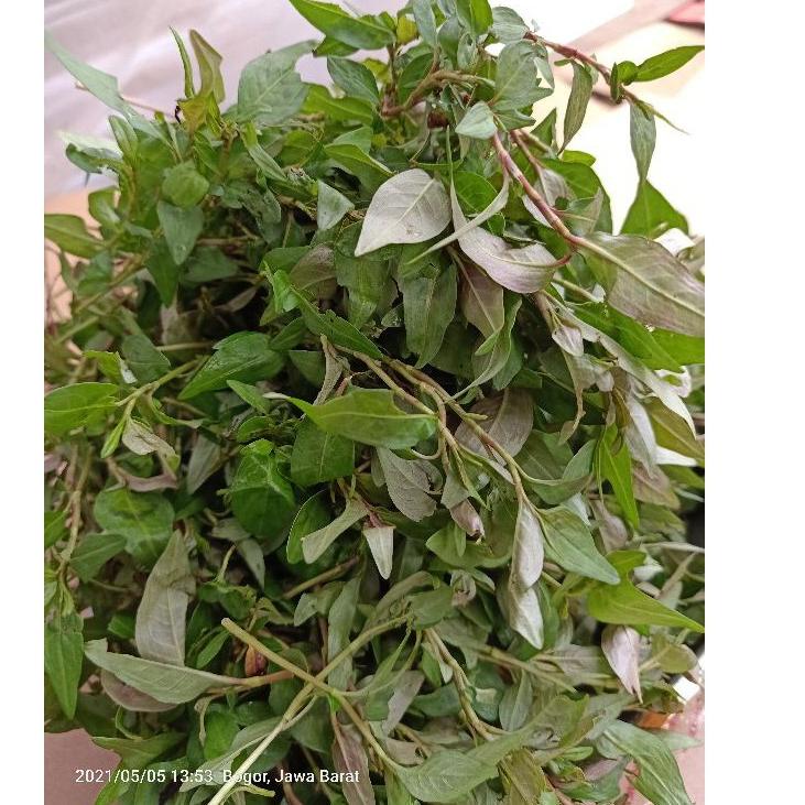Jual Promotion--Daun Kesum Segar 200gram | Daun kesum / daun laksa leaf ...