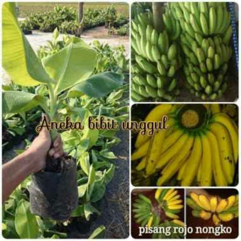 Jual BIBIT PISANG RAJA NANGKA BERKUALITAS | Shopee Indonesia