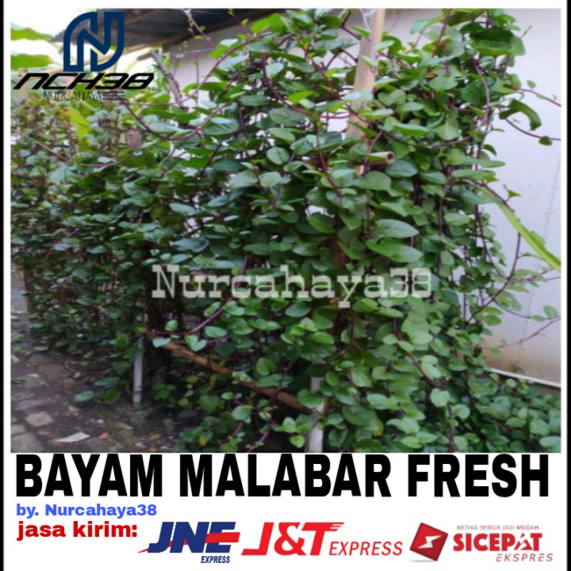 Jual Bayam Malabar / Bayam Gendola/ Bayam Sailan FRESH/250gram | Shopee ...