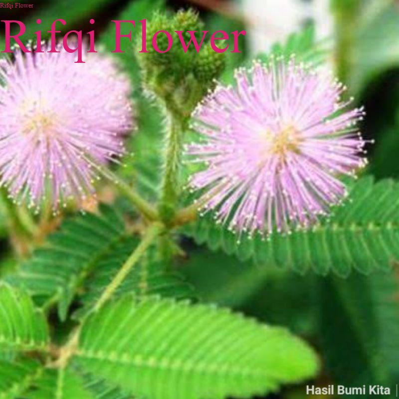 Jual Tanaman Herbal Putri malu mimosa pudica Tanaman Berduri Obat ...