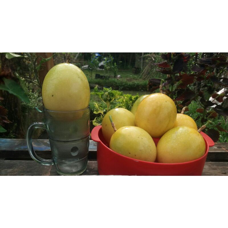 Jual Buah markisa segar 1kg | Shopee Indonesia
