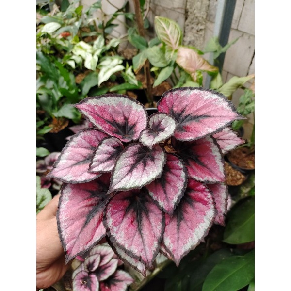 Jual tanaman hias begonia pelangi warna merah - tanaman pot - bibit ...