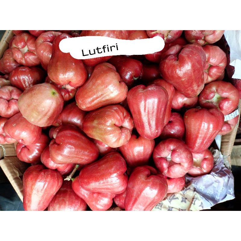 Jual jambu air citra rujak 500 gram - 1kg makan citra manis ( KHUSUS ...