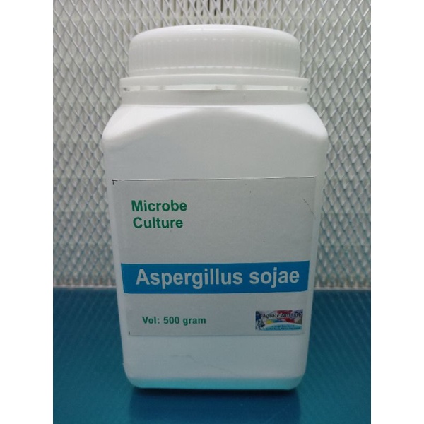 Jual Ragi Kecap Aspergillus sojae | Shopee Indonesia
