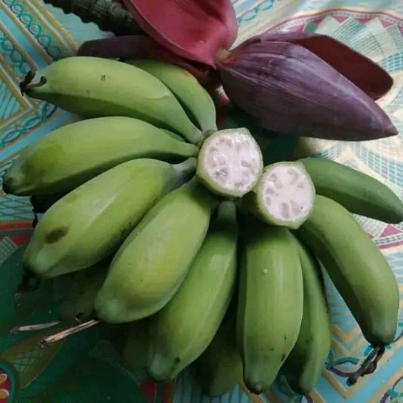 Jual Buah pisang klutuk atau pisang batu segar per 500 gram | Shopee ...