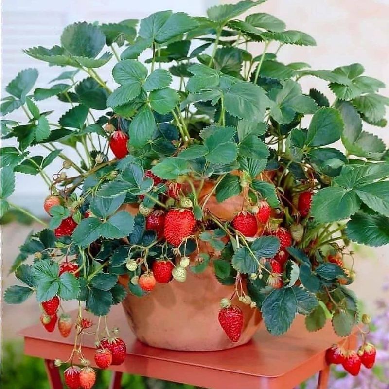 Jual Tanaman Bibit Buah STRAWBERRY SUDAH BERBUAH ( Merlan, Mencer ...
