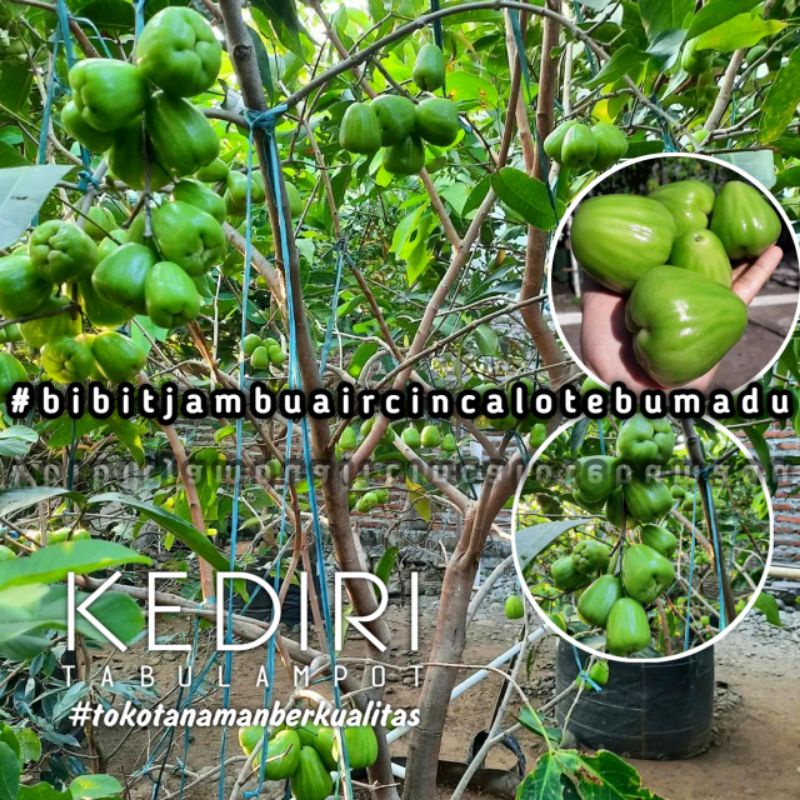 Jual Bibit Jambu Air Cincalo Hijau Madu Bibit Tanaman Jambu Air Cincalo ...